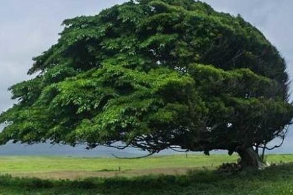 SPINAL INJURIES - Network Chiropractic